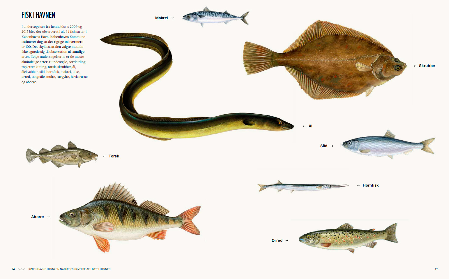 Ny guide kortlægger naturen i Københavns Havn - By & Havn