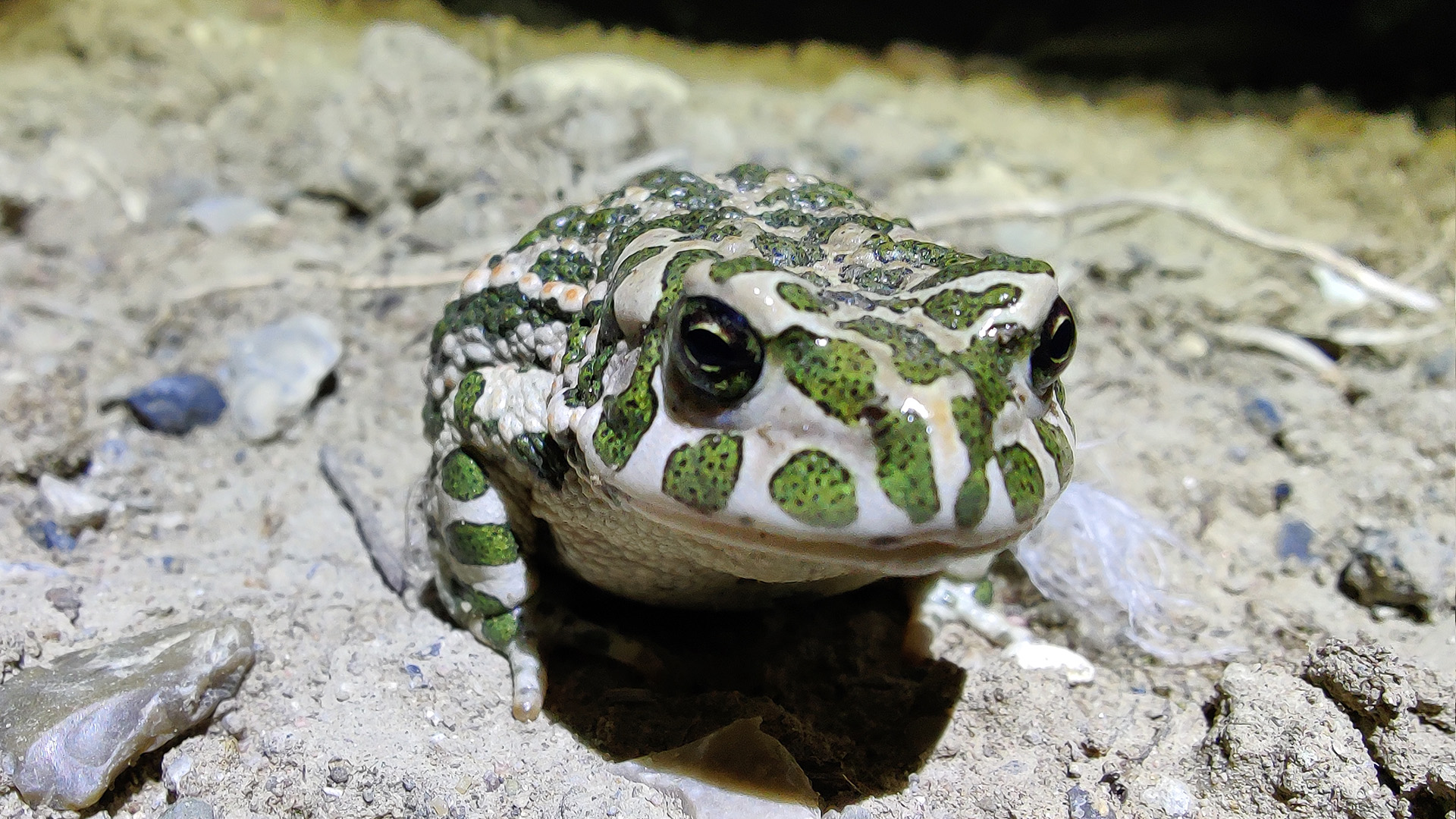 Første gang i Danmark: Ny tilgang til naturbeskyttelse på Lynetteholm ...